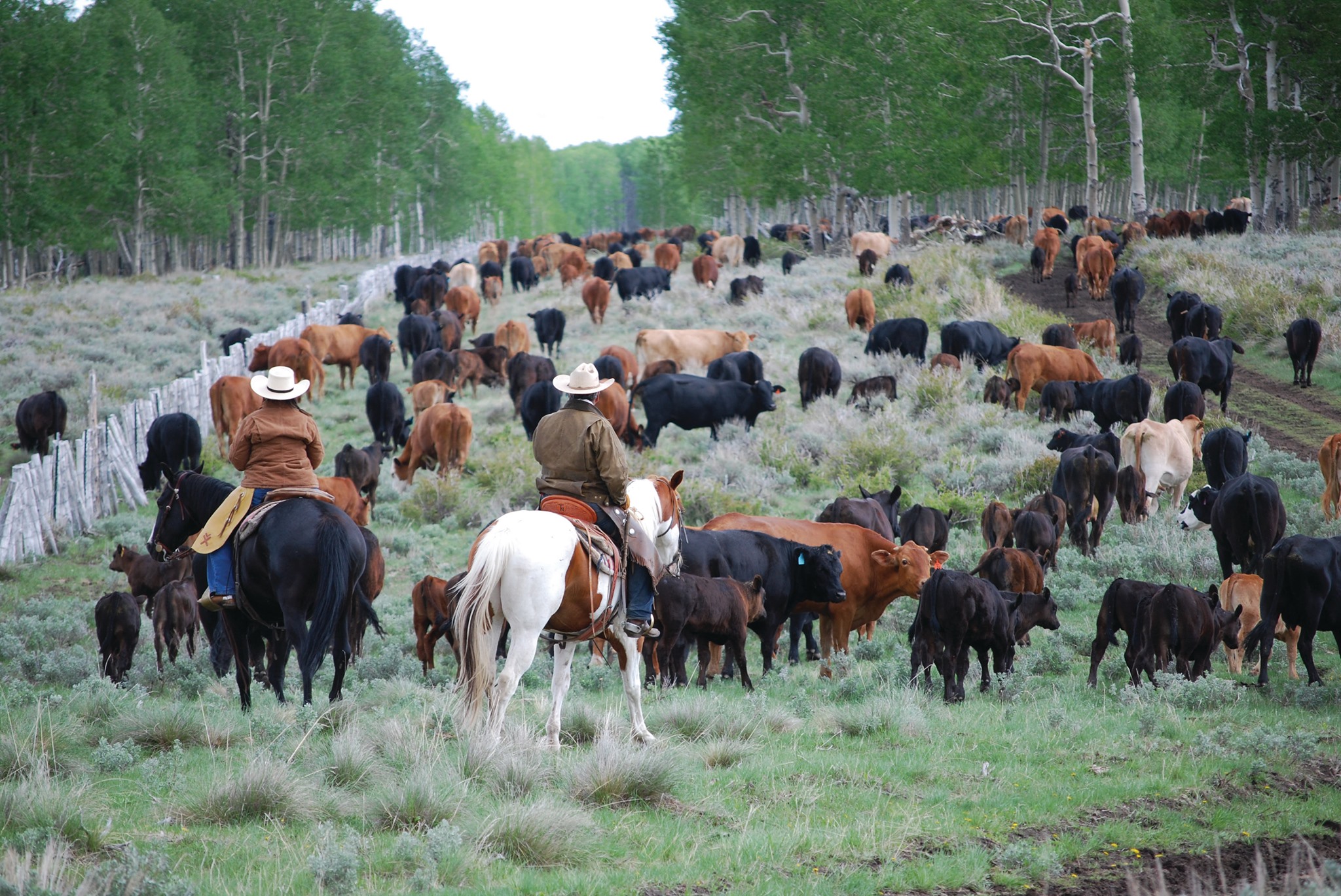 NCBA's Cattlemen to Cattlemen